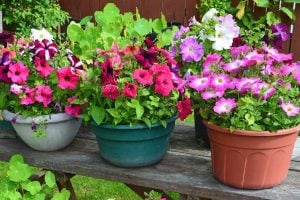 Best Color for Flower Pots: Design Tips for Creative Decor and Gardens ...