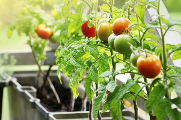 25 Ways Of Landscaping With Potted Plants: Container Gardening 101 ...