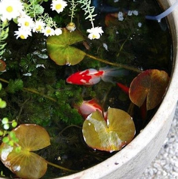25 Ways Of Landscaping With Potted Plants: Container Gardening 101 ...
