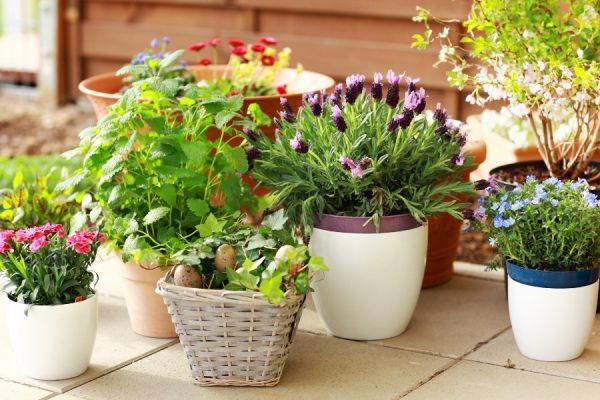 Best Custom and Standard Pot Sizes For Plants + Size Chart | Creative ...